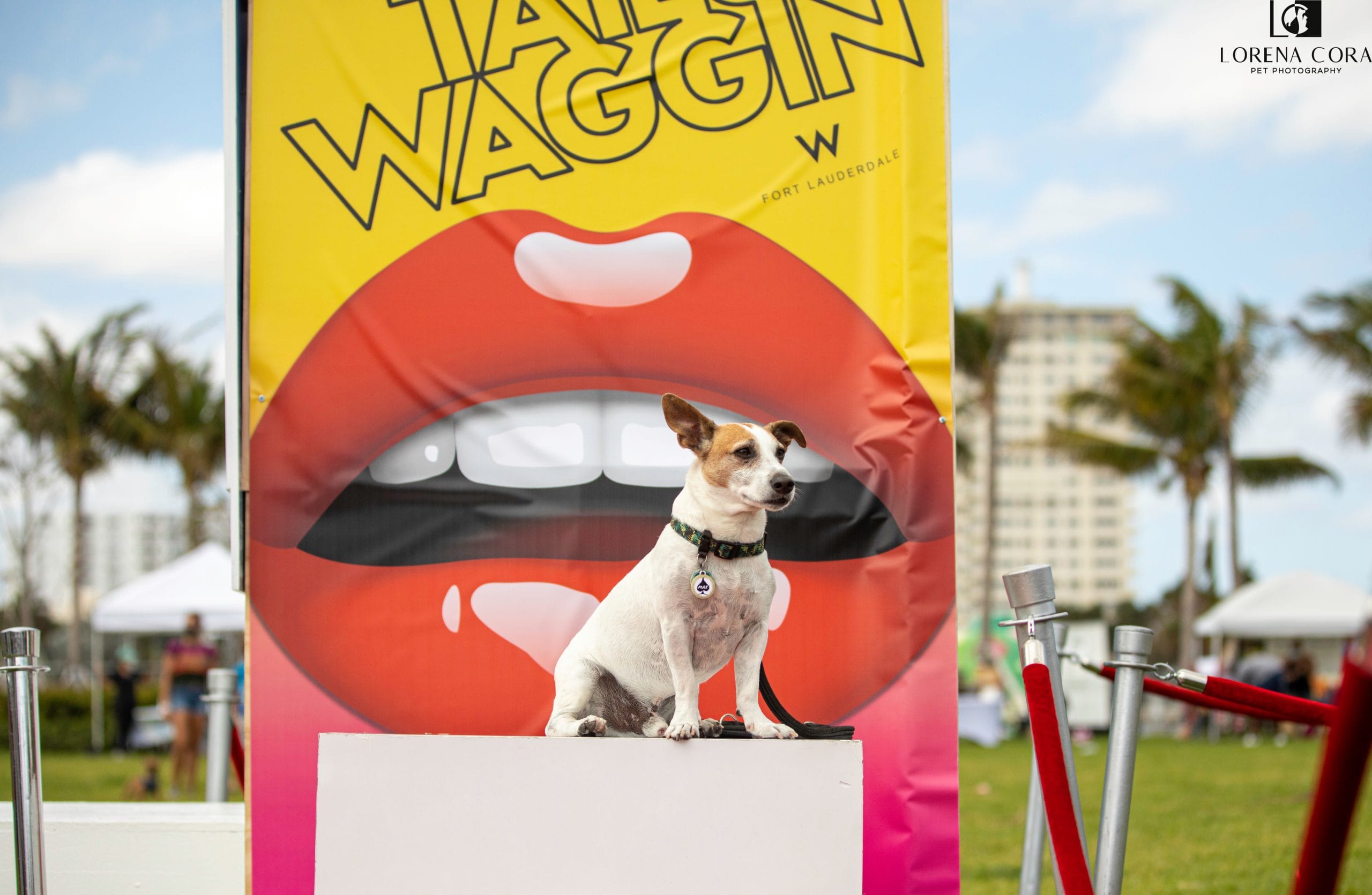 Fur The Love Pet Fest in Fort Lauderdale with free entry - South ...