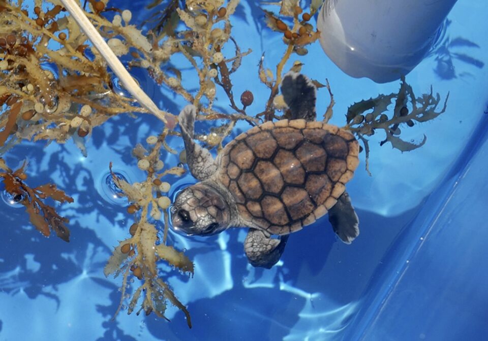 Loggerhead Marinelife: A Sanctuary for Turtles and more!