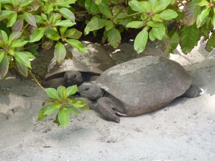 Gumbo Limbo Nature Center: A Family Adventure - South Florida on the Cheap