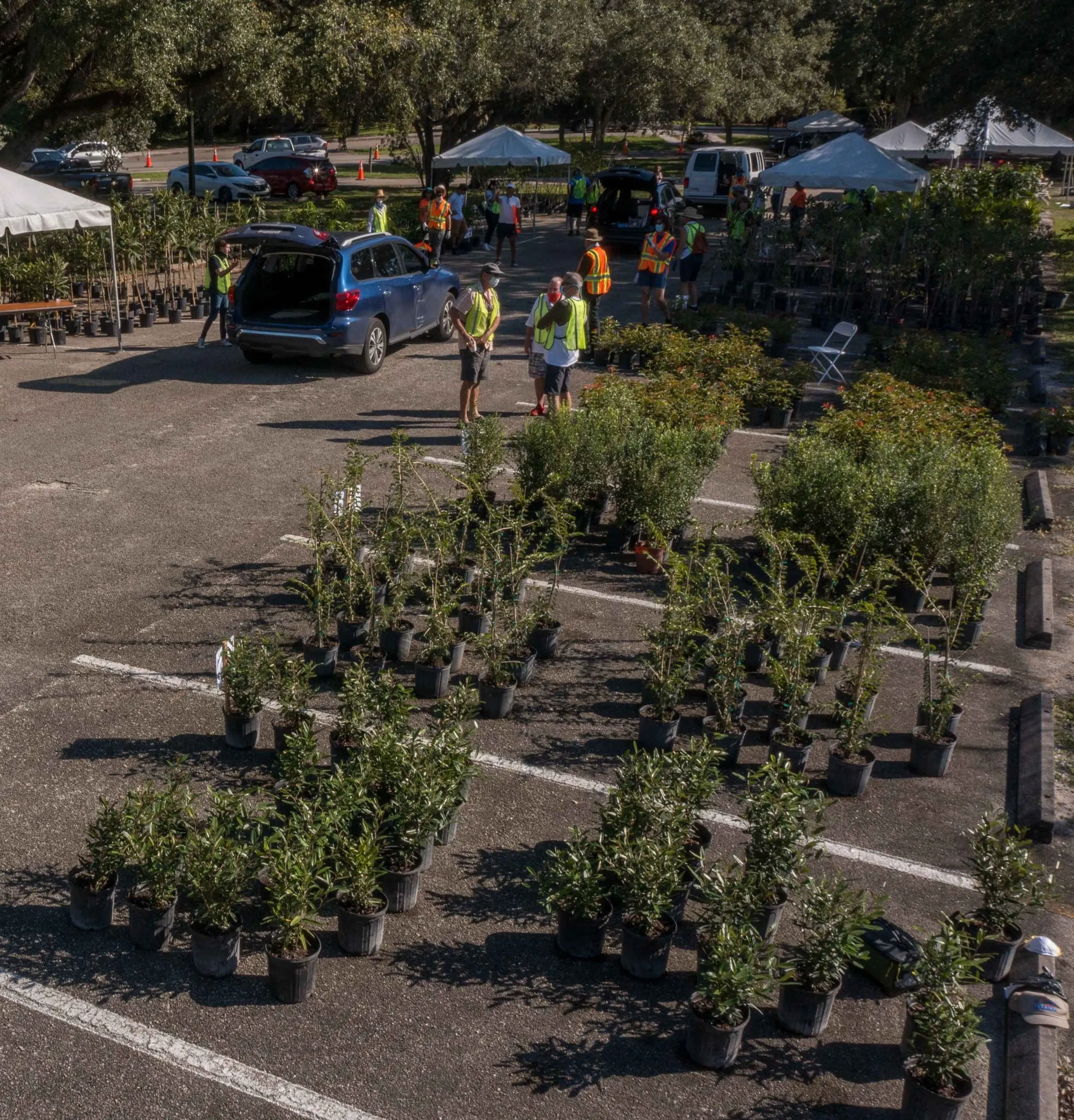 Free Trees for Broward residents at Water Matters Day in Davie - South ...