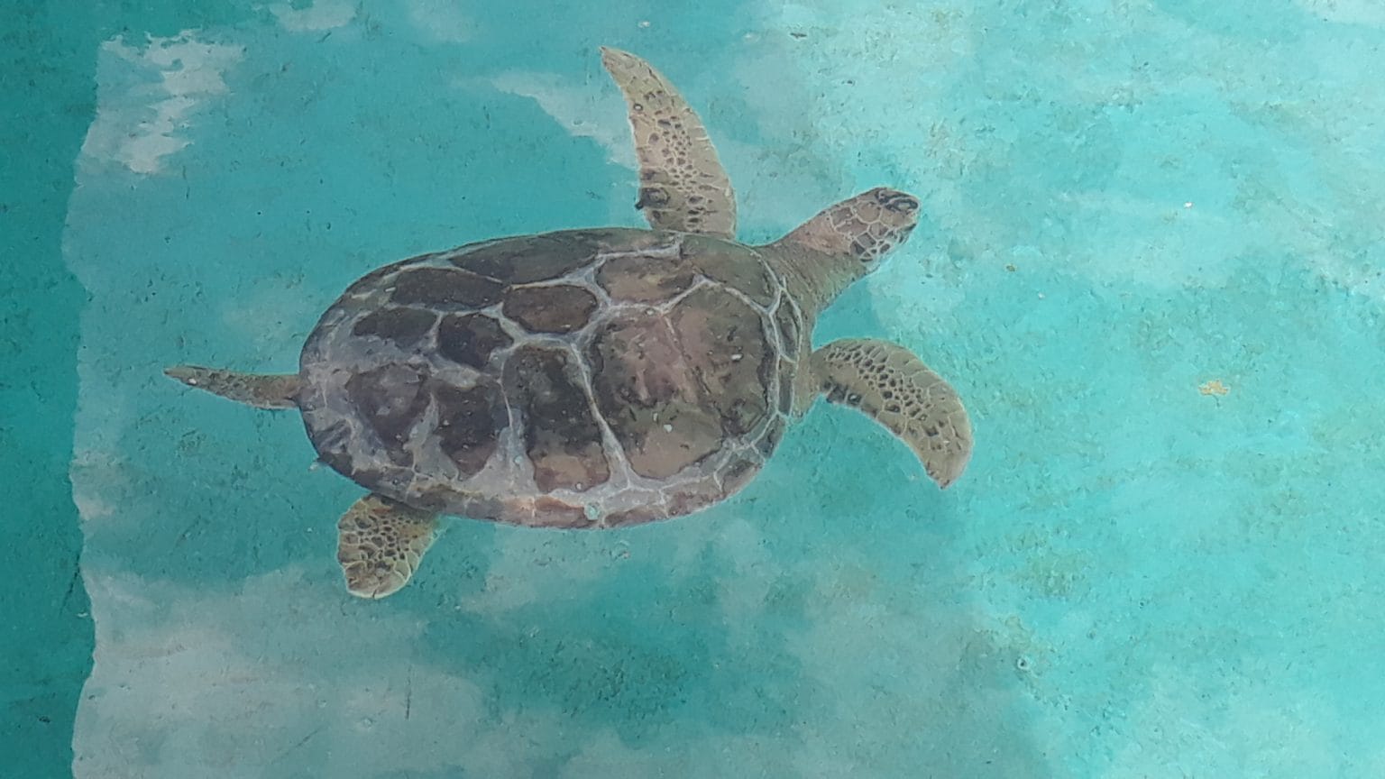 Where to see sea turtles and their babies - South Florida on the Cheap