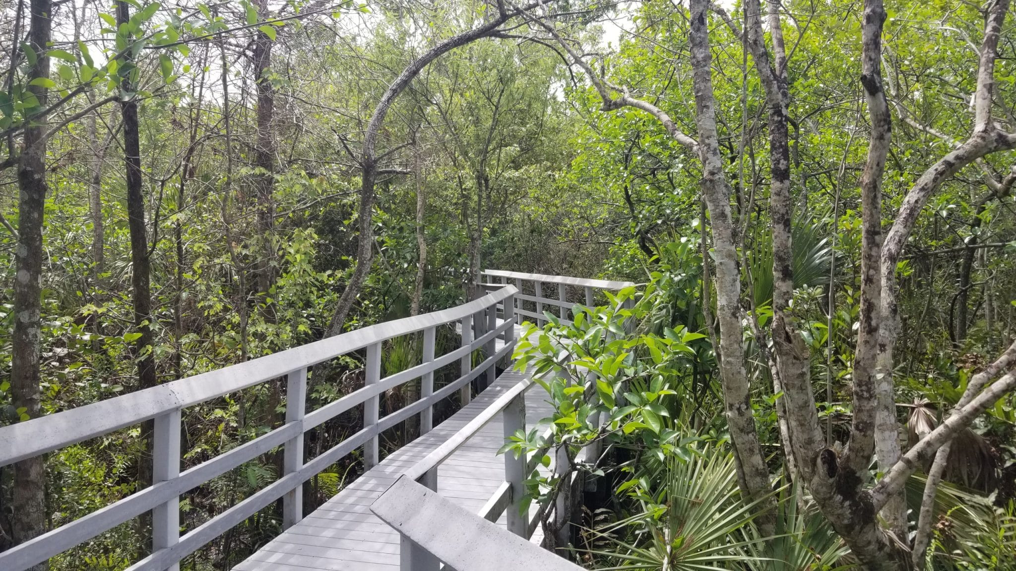 Fern Forest is ideal for nature walks & entry is free - South Florida ...