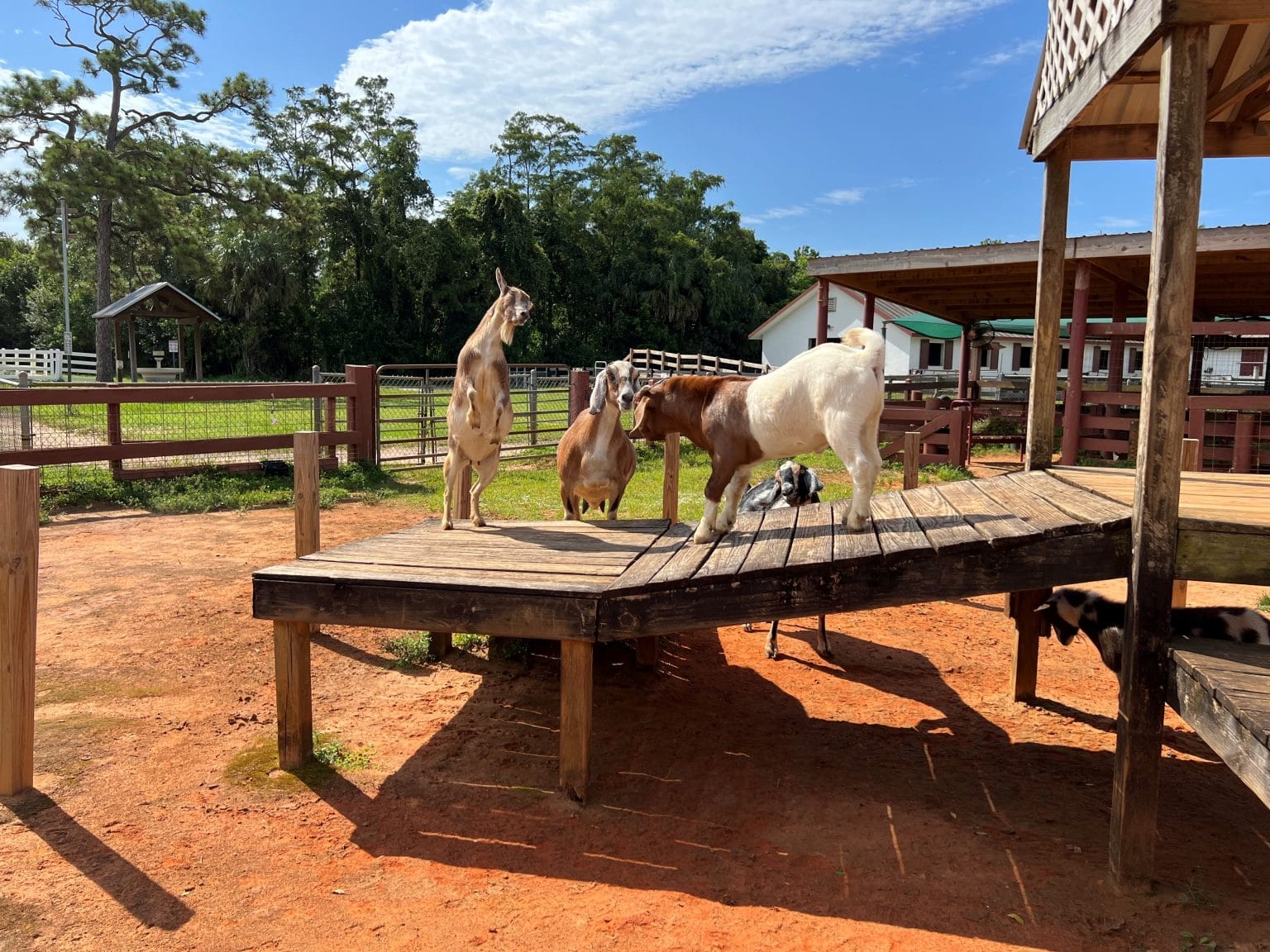 Educational Farm Tours at Tradewinds Park in North Broward for $3 ...