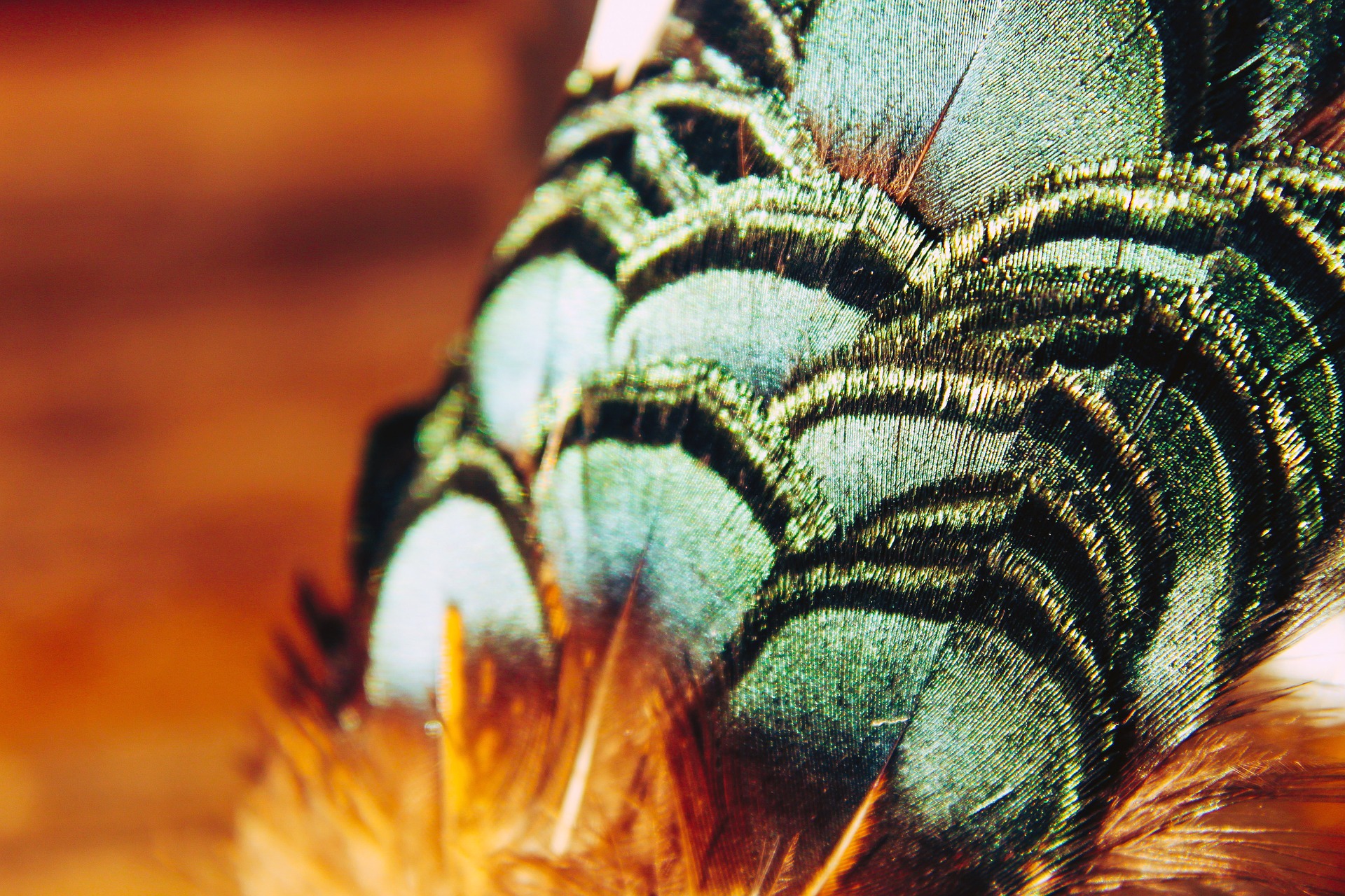 Free entry for Seminole Tribal Fair and Pow Wow - South Florida on the ...