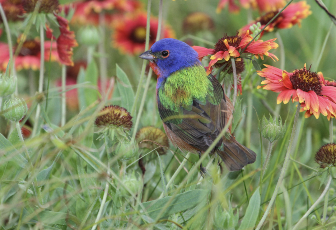Join Bird-friendly Gardening Day in South Miami - South Florida on the ...