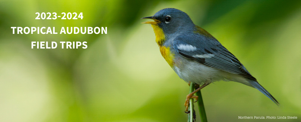 Free birding field trips with the Tropical Audubon Society - South ...