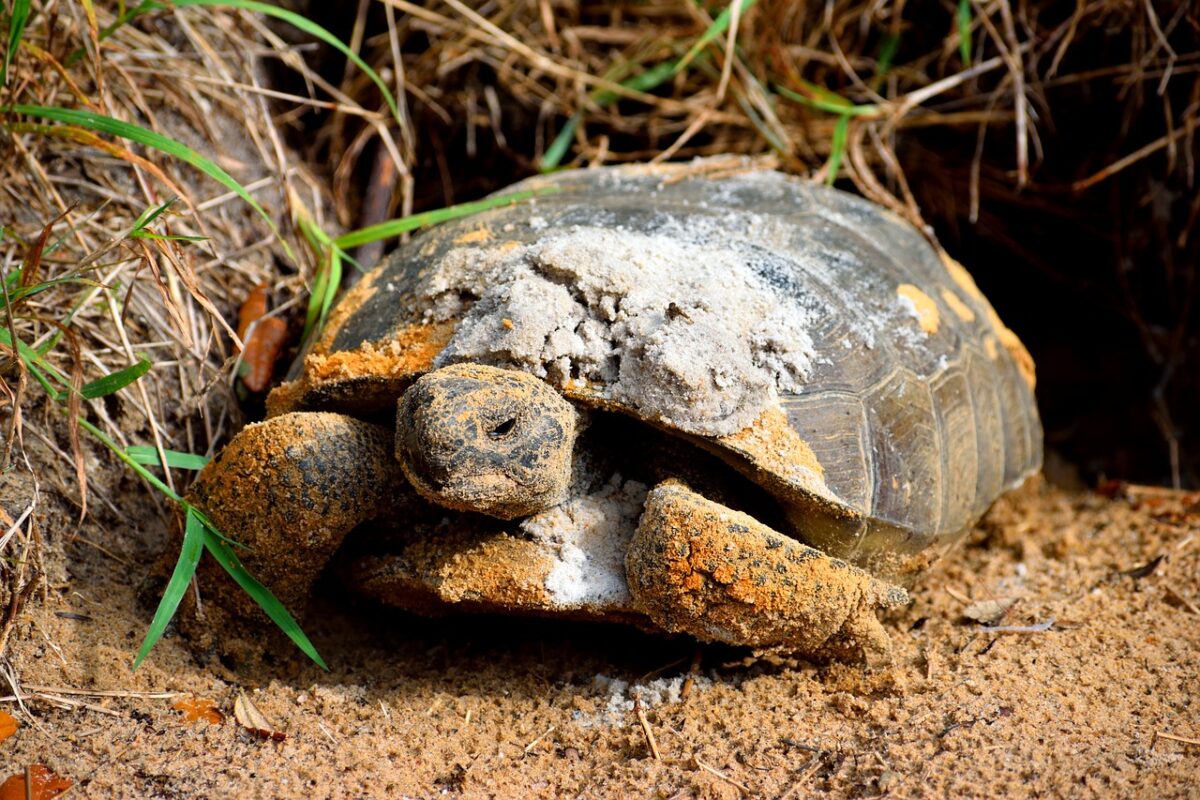 Gopher Tortoise 'Shell-a-bration Day'