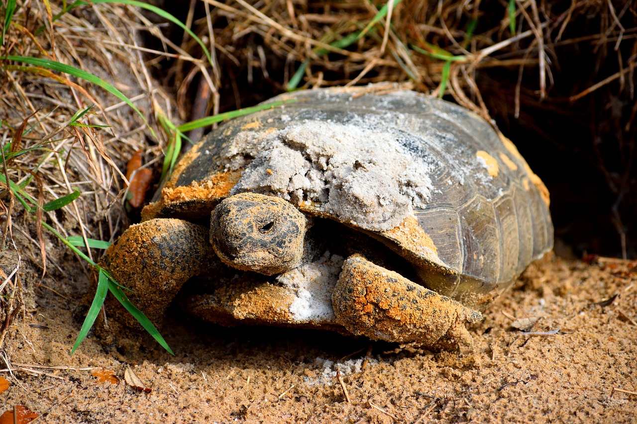 Gopher Tortoise 'Shell-a-bration Day'