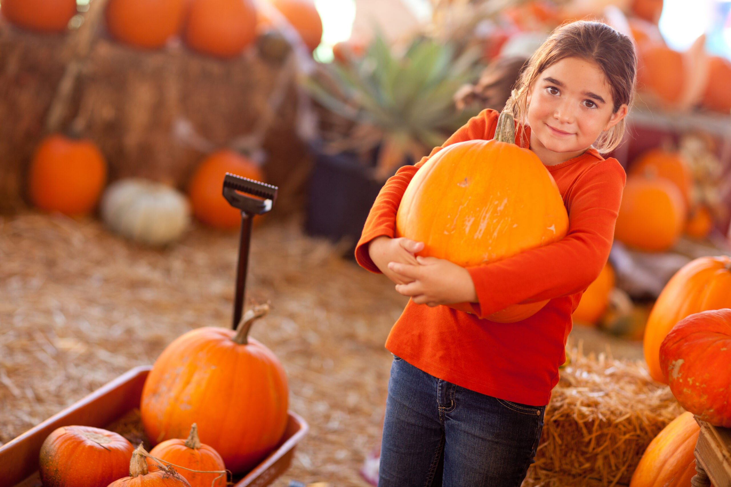 Pumpkin Patches & pumpkin events in Broward - South Florida on the Cheap