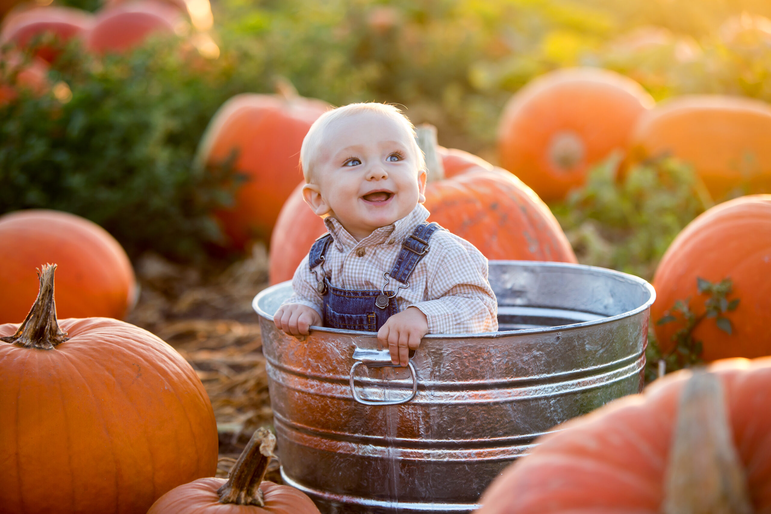 Pumpkin Patches in Broward - South Florida on the Cheap