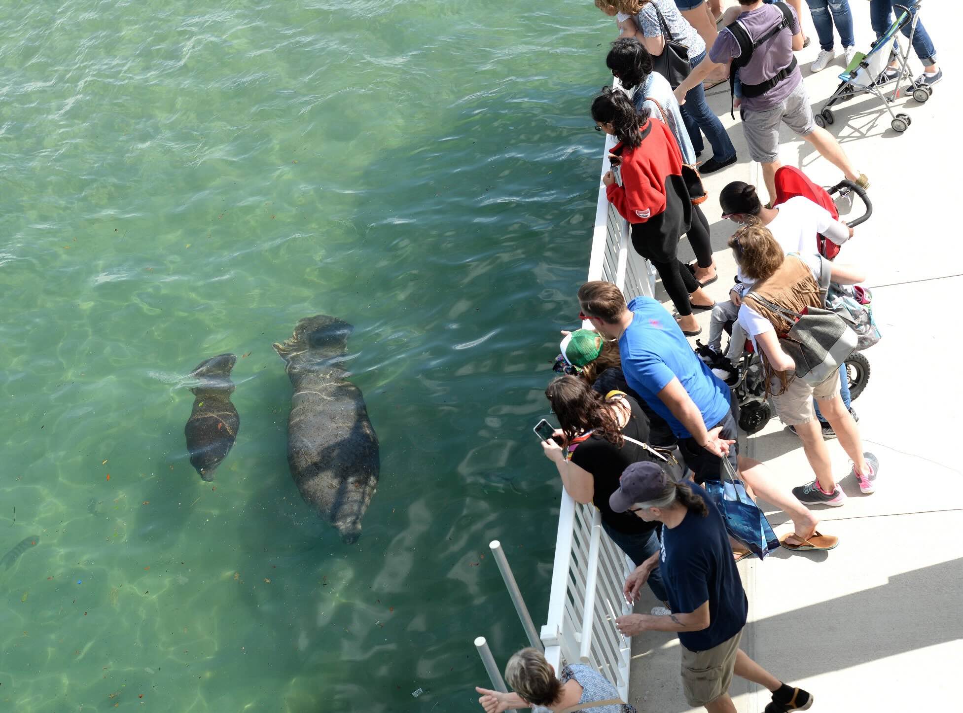 Take a selfie with Florida's endangered species at Manatee Lagoon