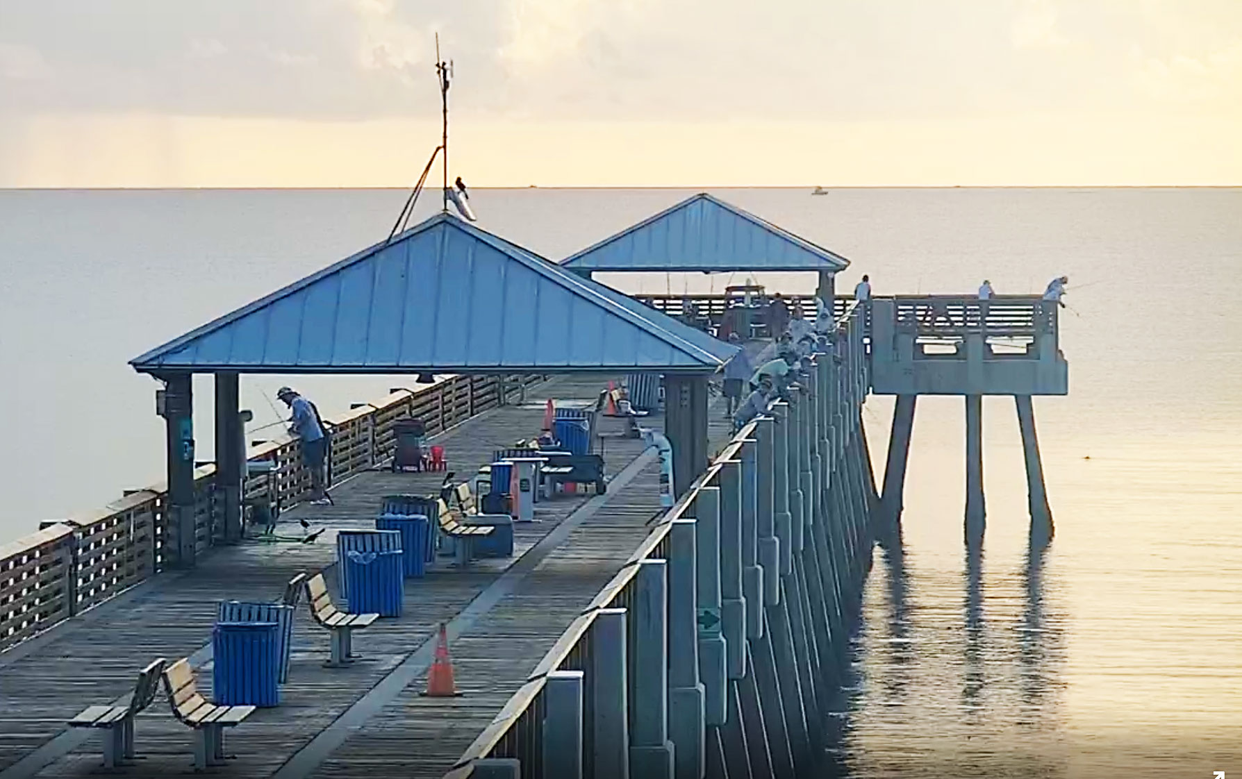 Loggerhead Marinelife: A Sanctuary for Turtles and more!