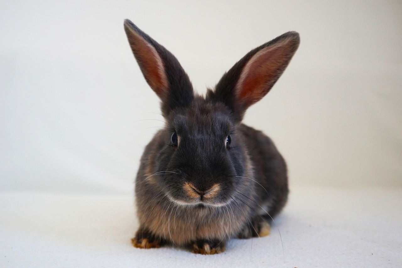 Humane Society of Broward offers free Bunny Basics lesson for pet ...