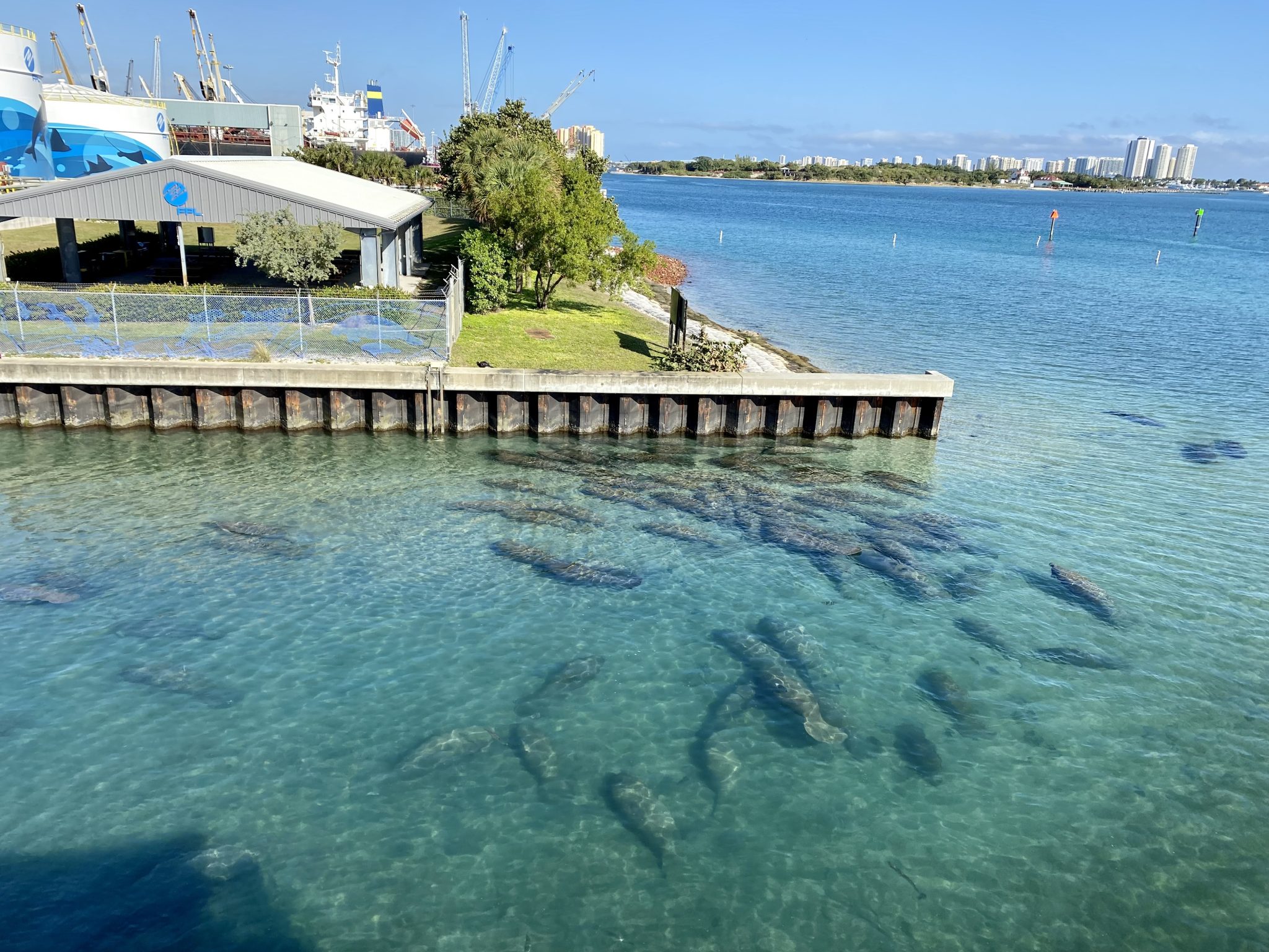 Take a selfie with Florida's endangered species at Manatee Lagoon